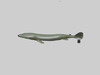 Electric Eel swimming model 3D model | CGTrader