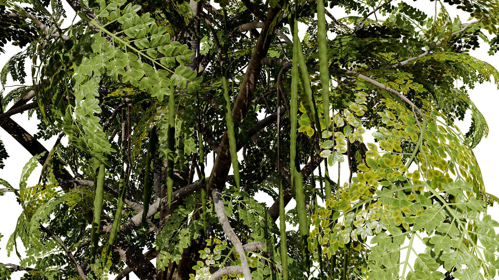 3D model Moringa Oleifera Tree VR / AR / low-poly | CGTrader