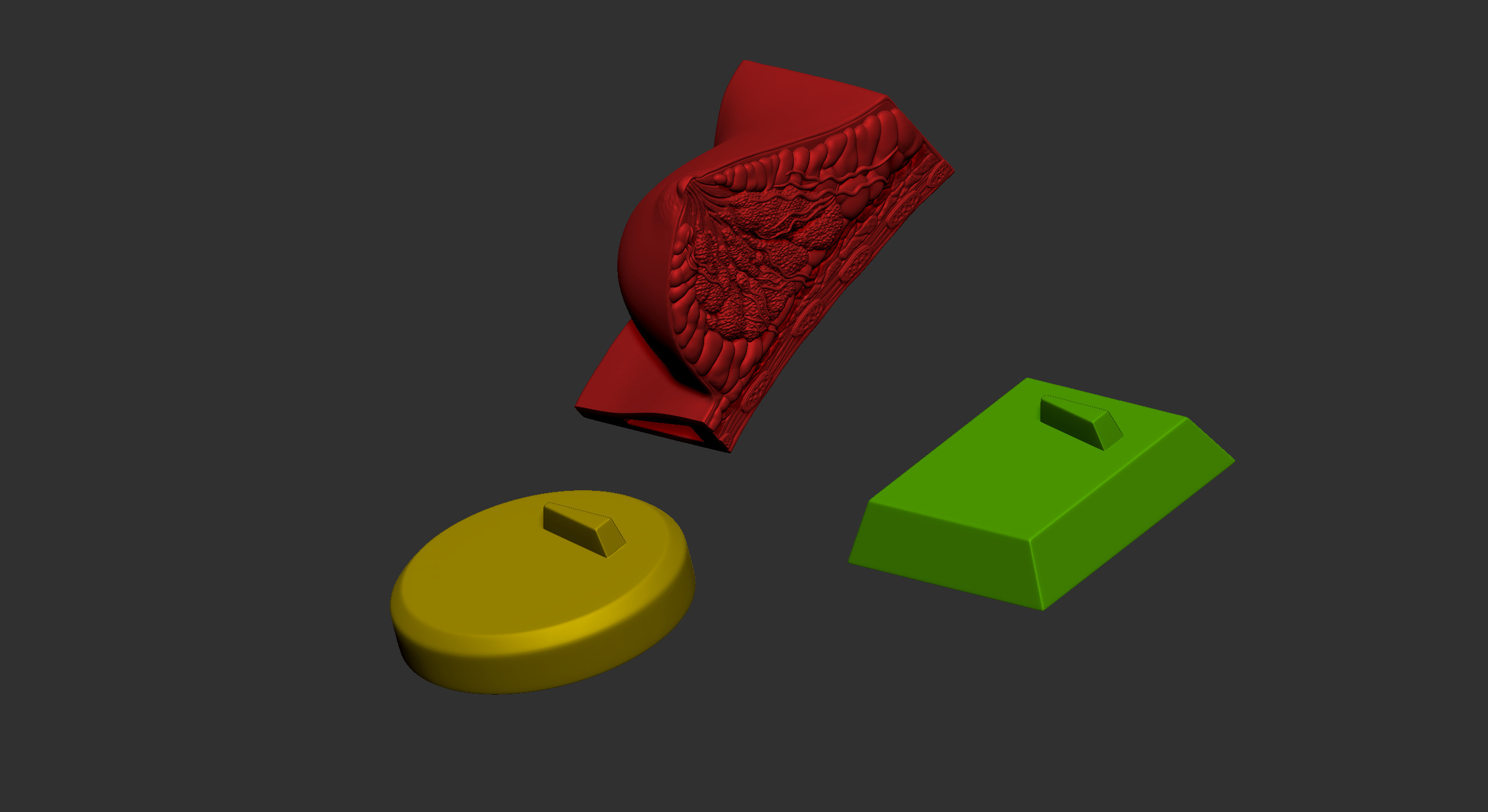 Anatomical Breast Cross-Section Model for Medical Education 3D model 3D ...