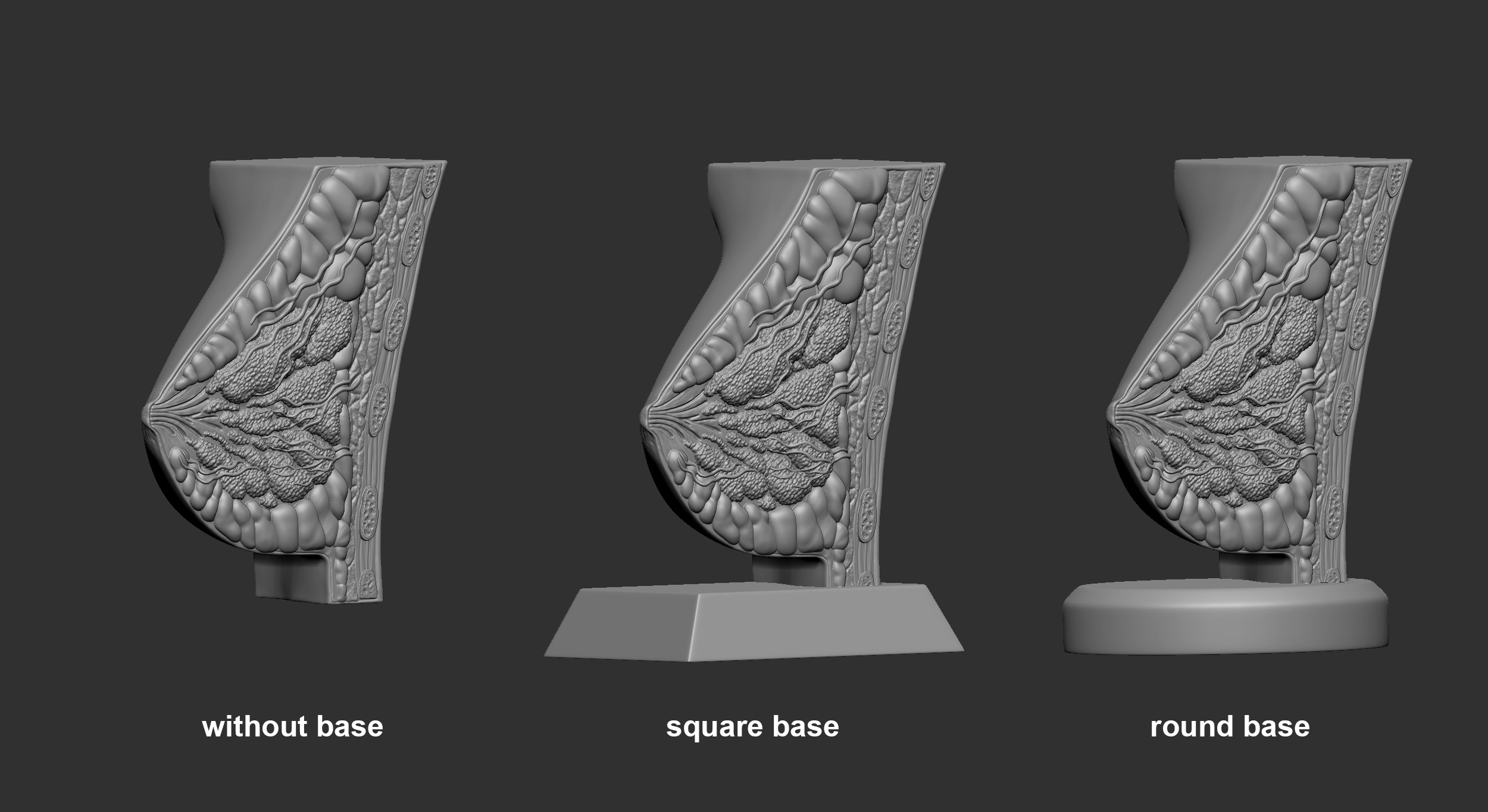 Anatomical Breast Cross-Section Model for Medical Education 3D model 3D ...