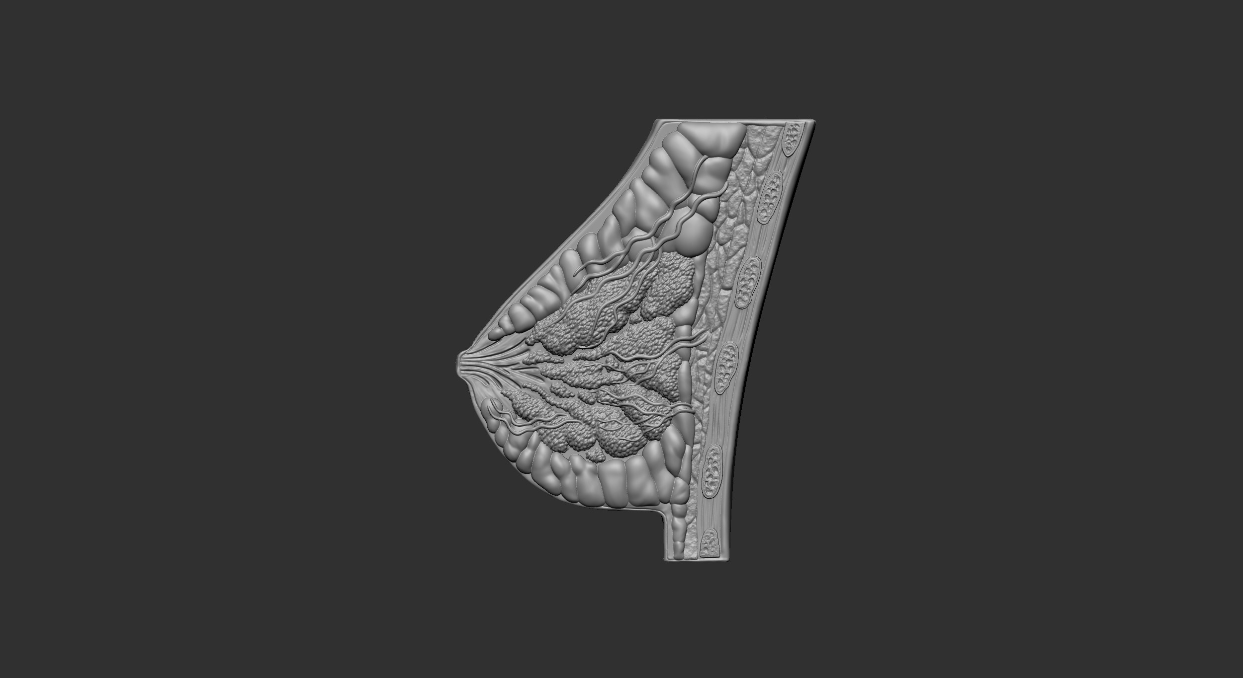 Anatomical Breast Cross-Section Model for Medical Education 3D model 3D ...