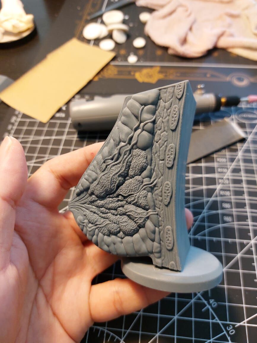 Anatomical Breast Cross-Section Model for Medical Education 3D model 3D ...