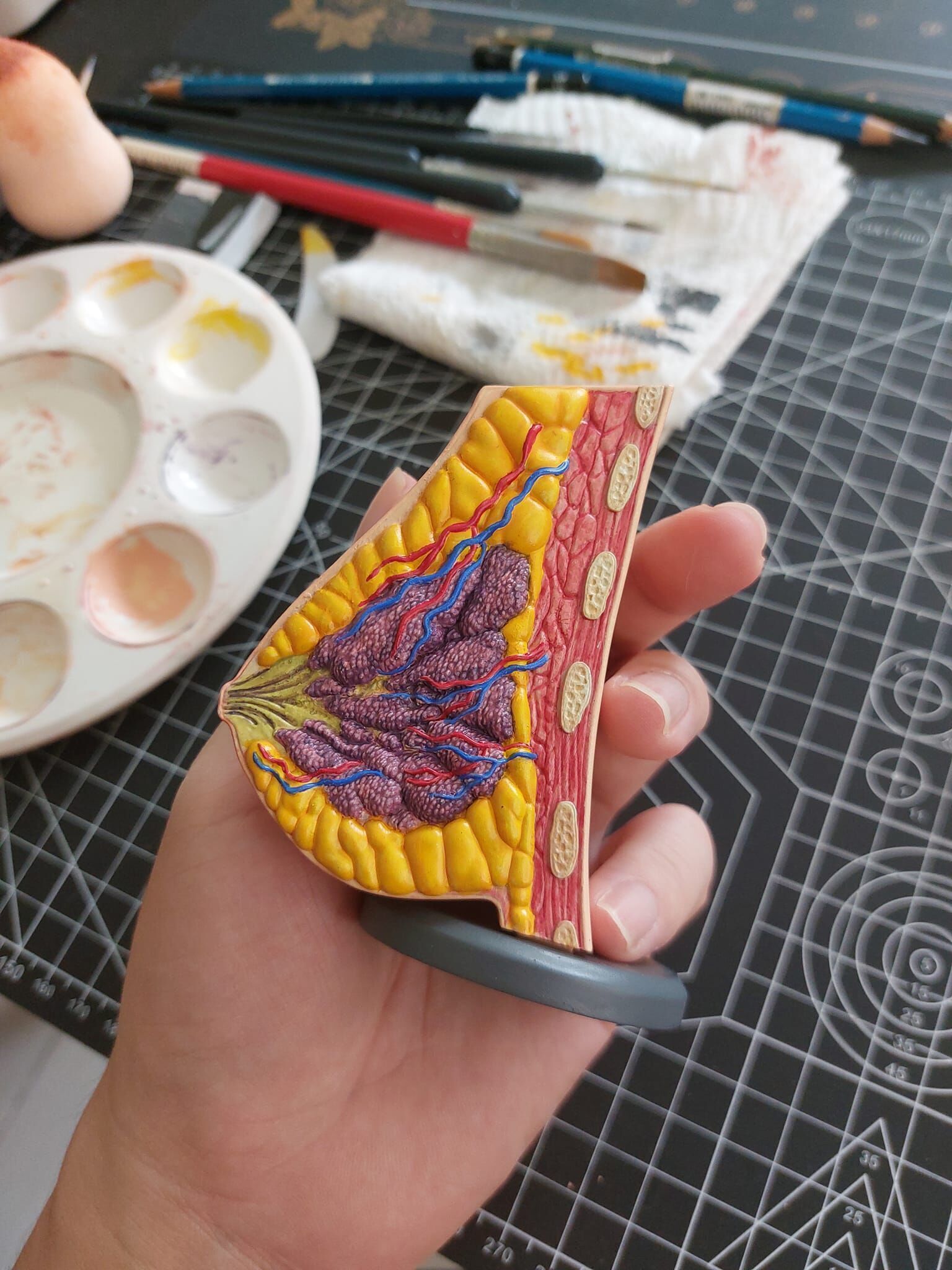 Anatomical Breast Cross-Section Model for Medical Education 3D model 3D ...