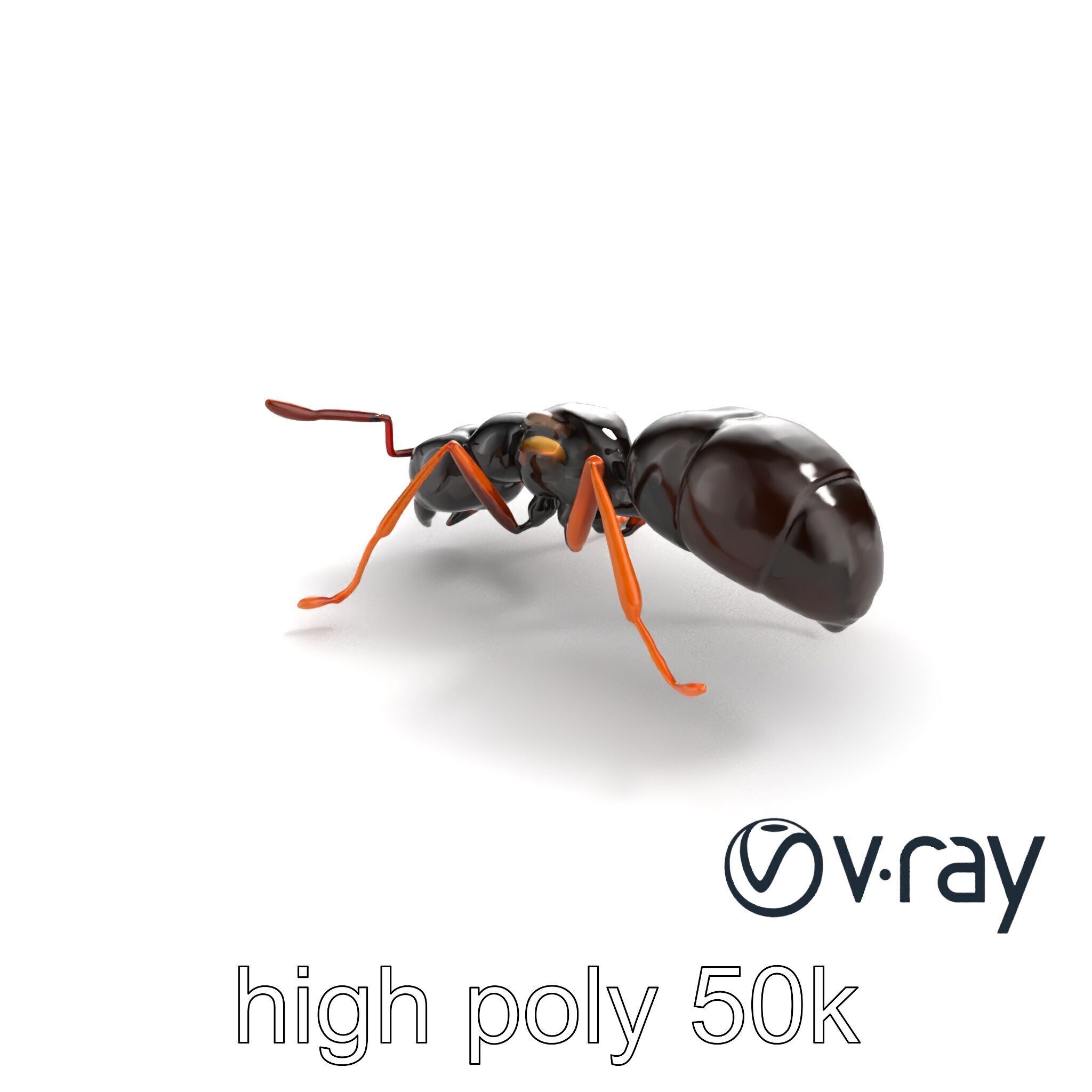 3D model Realistic Carpenter Ant Model Pack VR / AR / low-poly | CGTrader