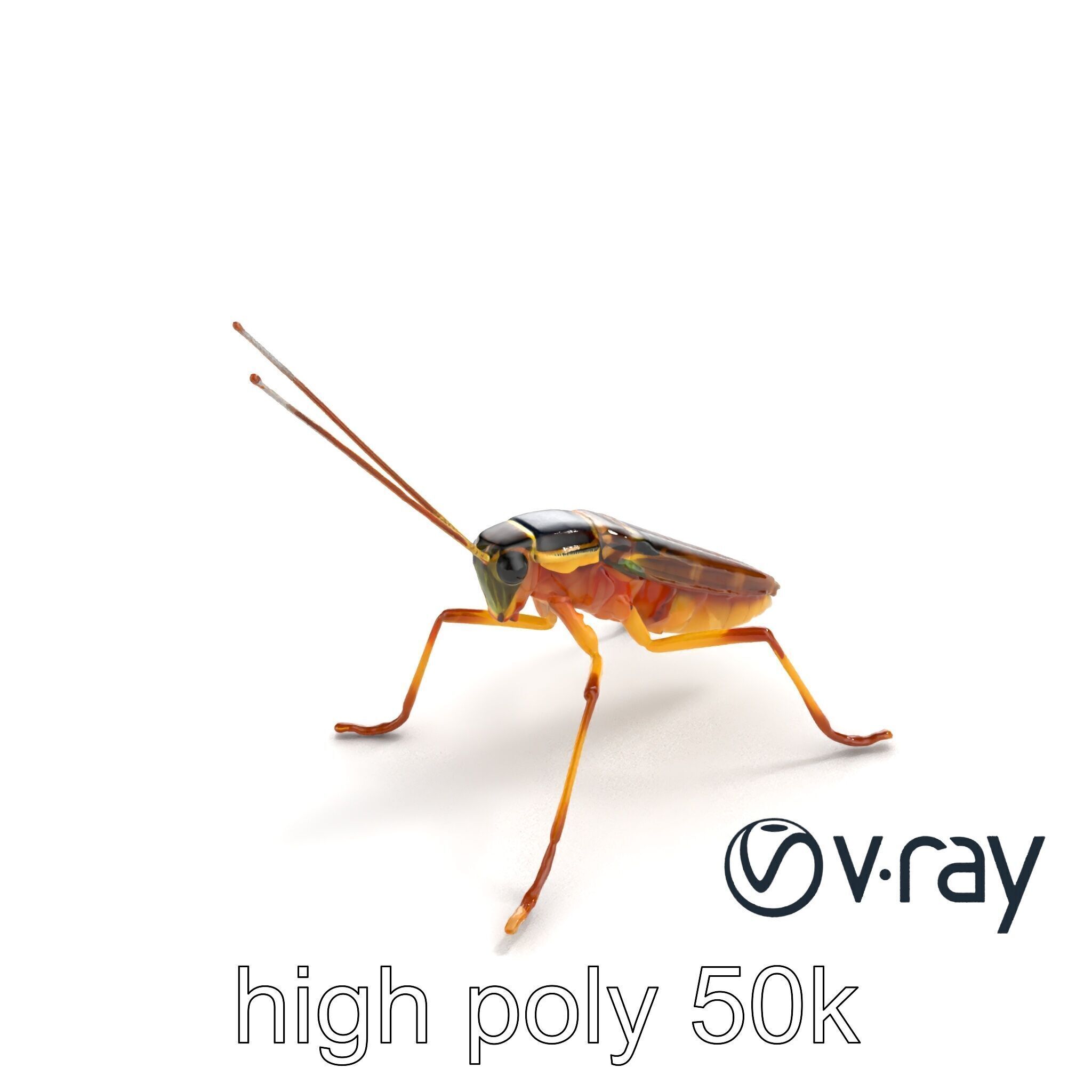 3D model Realistic Cricket Insect Model Pack VR / AR / low-poly | CGTrader