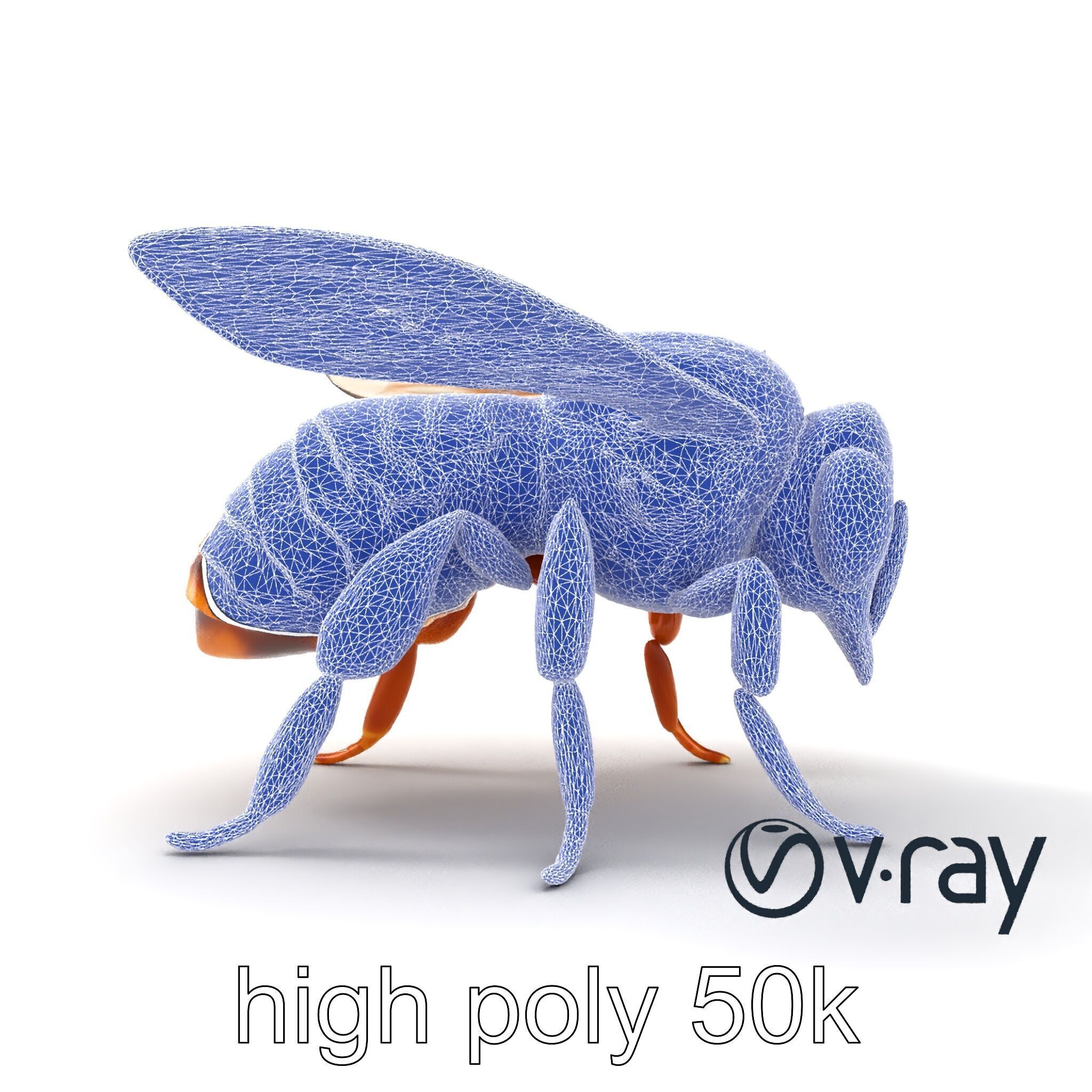 3D model Authentic Honey Bee Detailed 3D Model Pack VR / AR / low-poly ...