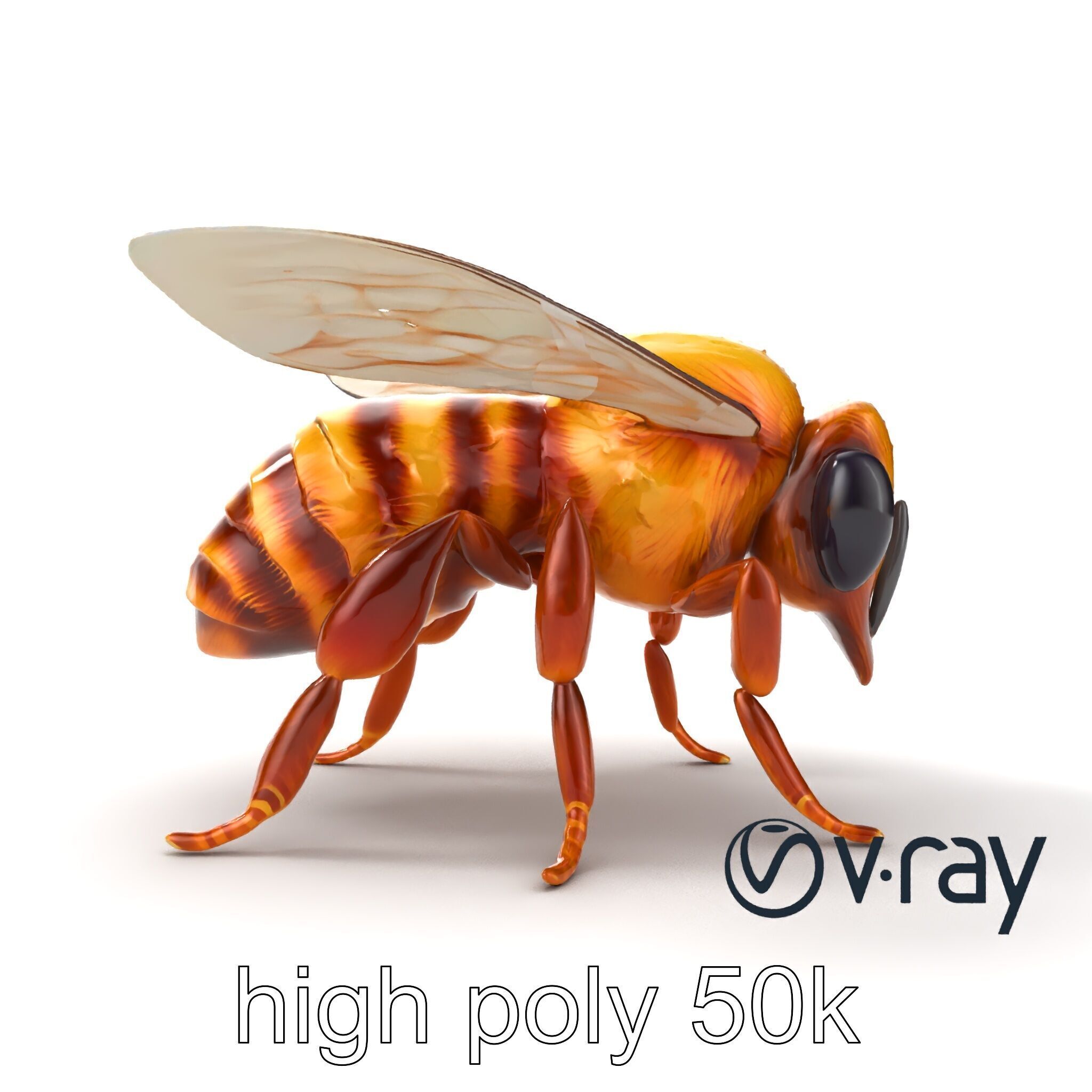 3D model Authentic Honey Bee Detailed 3D Model Pack VR / AR / low-poly ...