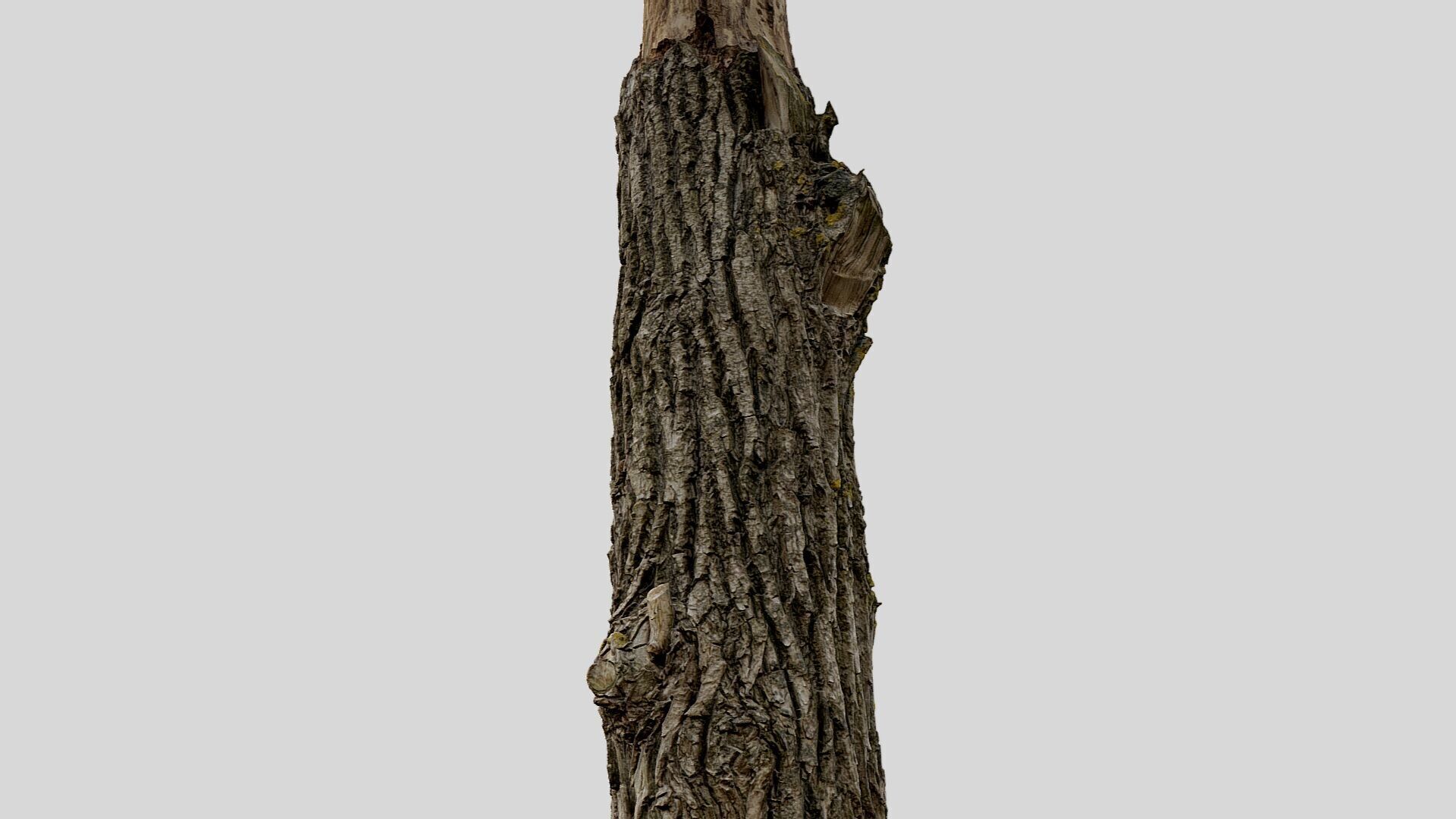 600-year-old dead oak - ENT 11 free 3D model | CGTrader