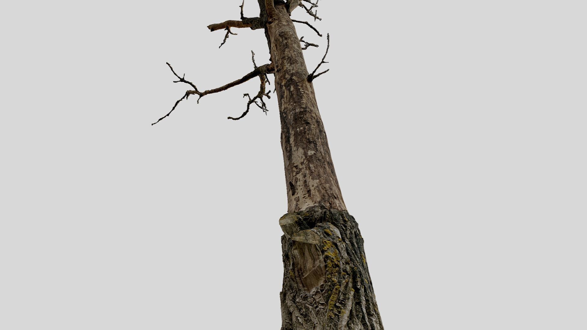 600-year-old dead oak - ENT 11 free 3D model | CGTrader