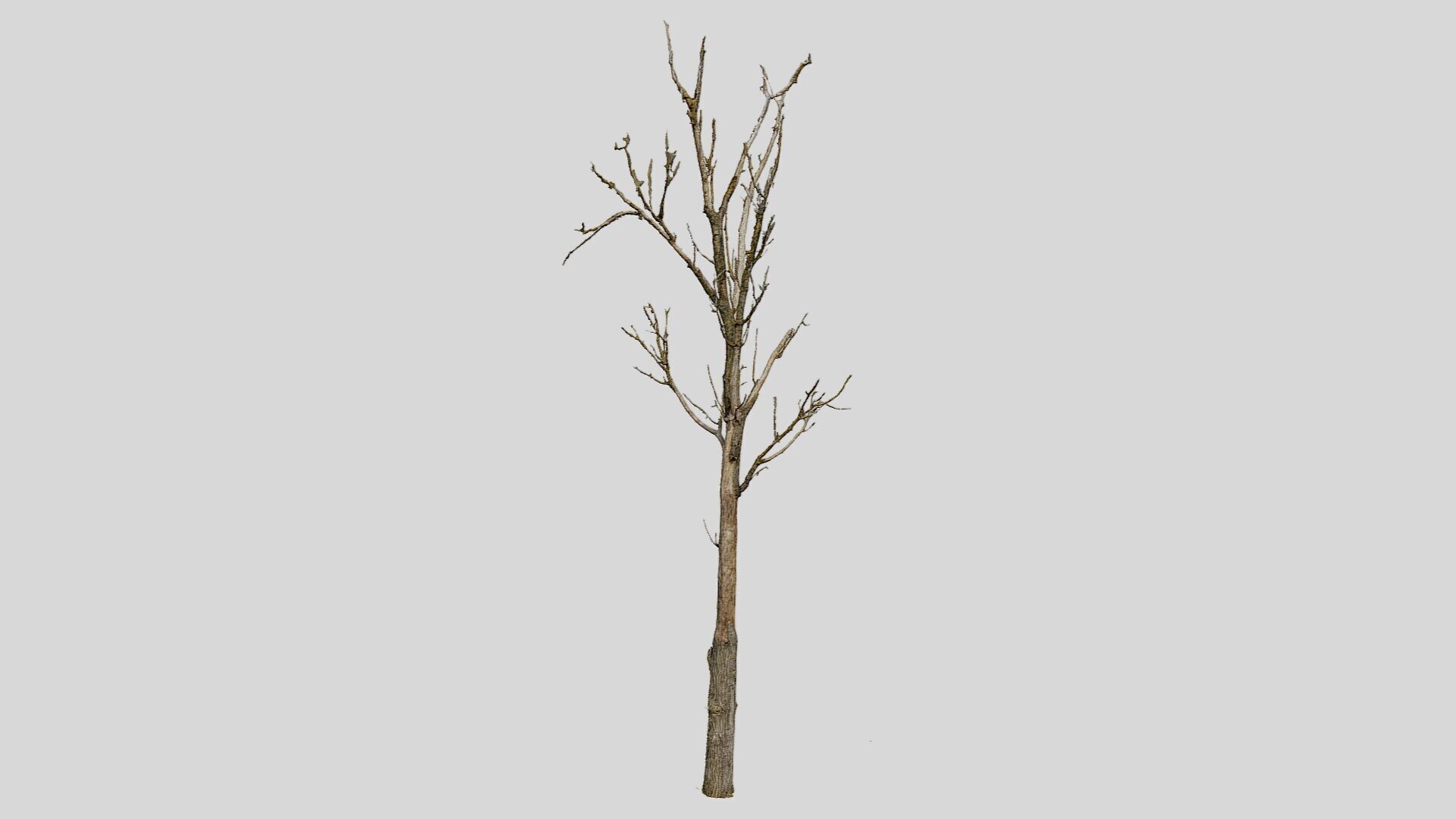 600-year-old dead oak - ENT 11 free 3D model | CGTrader
