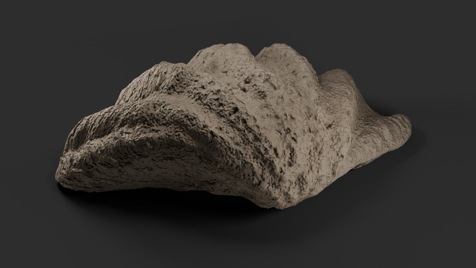 Giant fluted clam shell 3D model | CGTrader