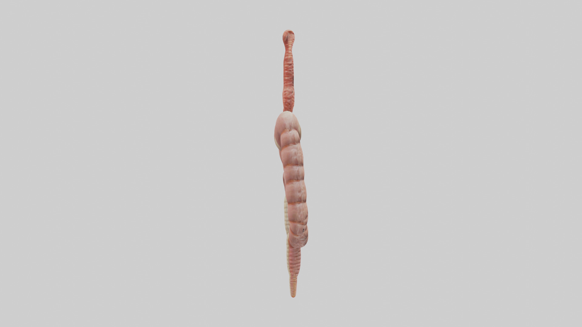 3D model Human Large and Small Intestine Model VR / AR / low-poly ...
