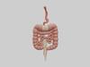 3D model Human Large and Small Intestine Model VR / AR / low-poly ...