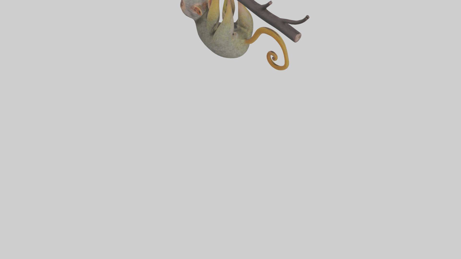 3D model Pygmy Marmoset hanging model VR / AR / low-poly | CGTrader