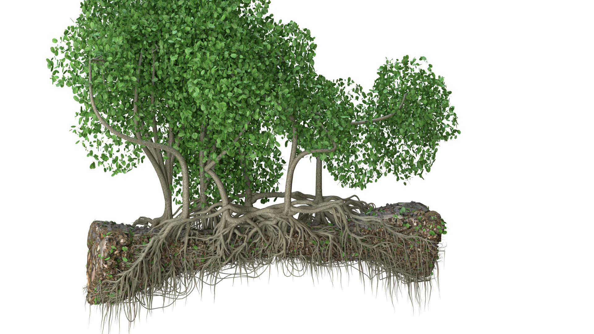 Trees Root Bridges 3D model | CGTrader