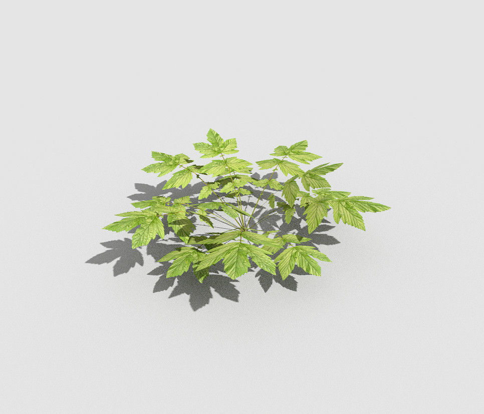3D model Low poly Plant leaf VR / AR / low-poly | CGTrader