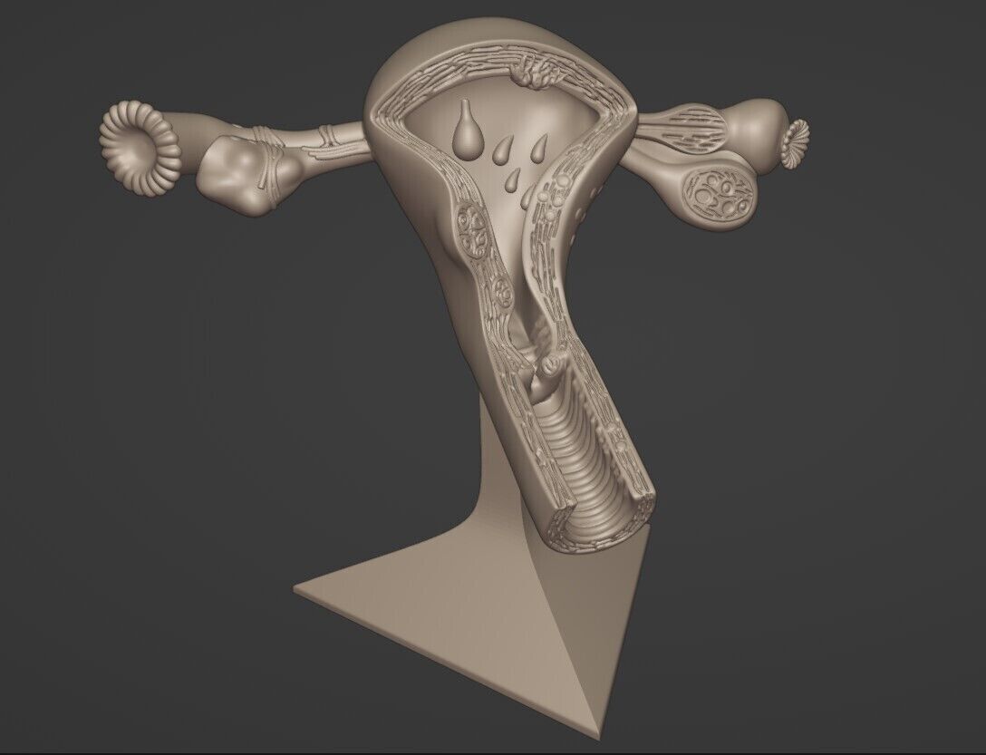 Uterus STL print files 3D model 3D printable | CGTrader