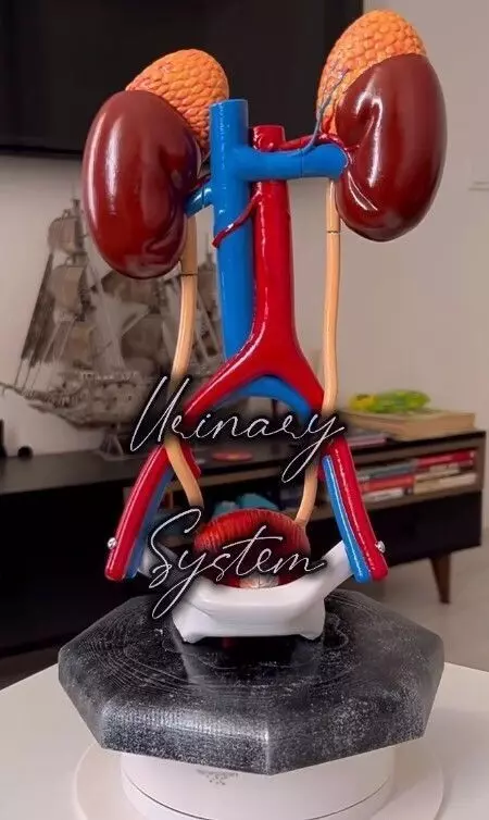 Urinary System Anatomy Model 3D model 3D printable | CGTrader