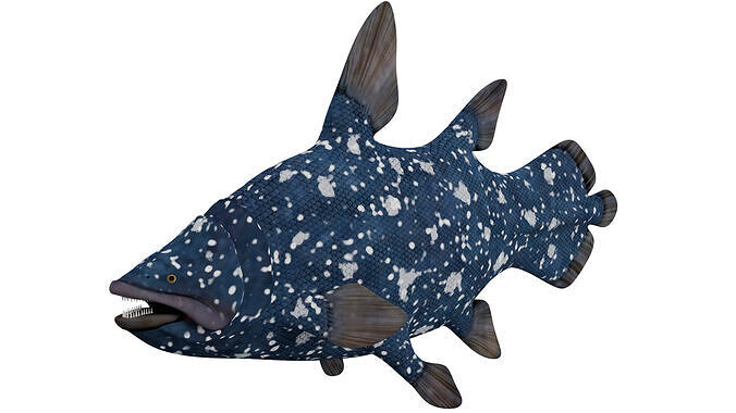 Mawsonia 3D model animated rigged | CGTrader