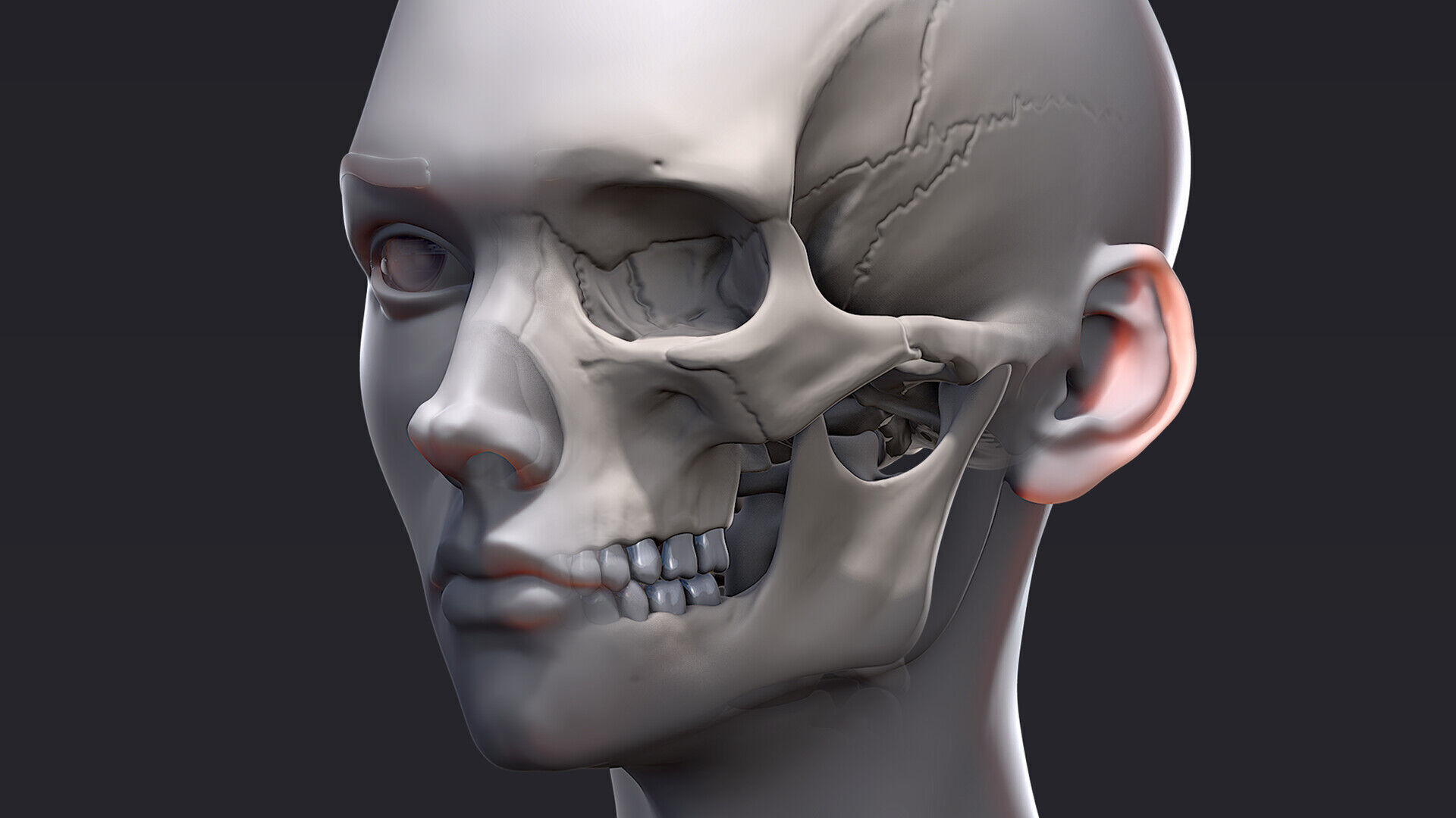 Female Human Head Anatomy 3D Model 3D model | CGTrader
