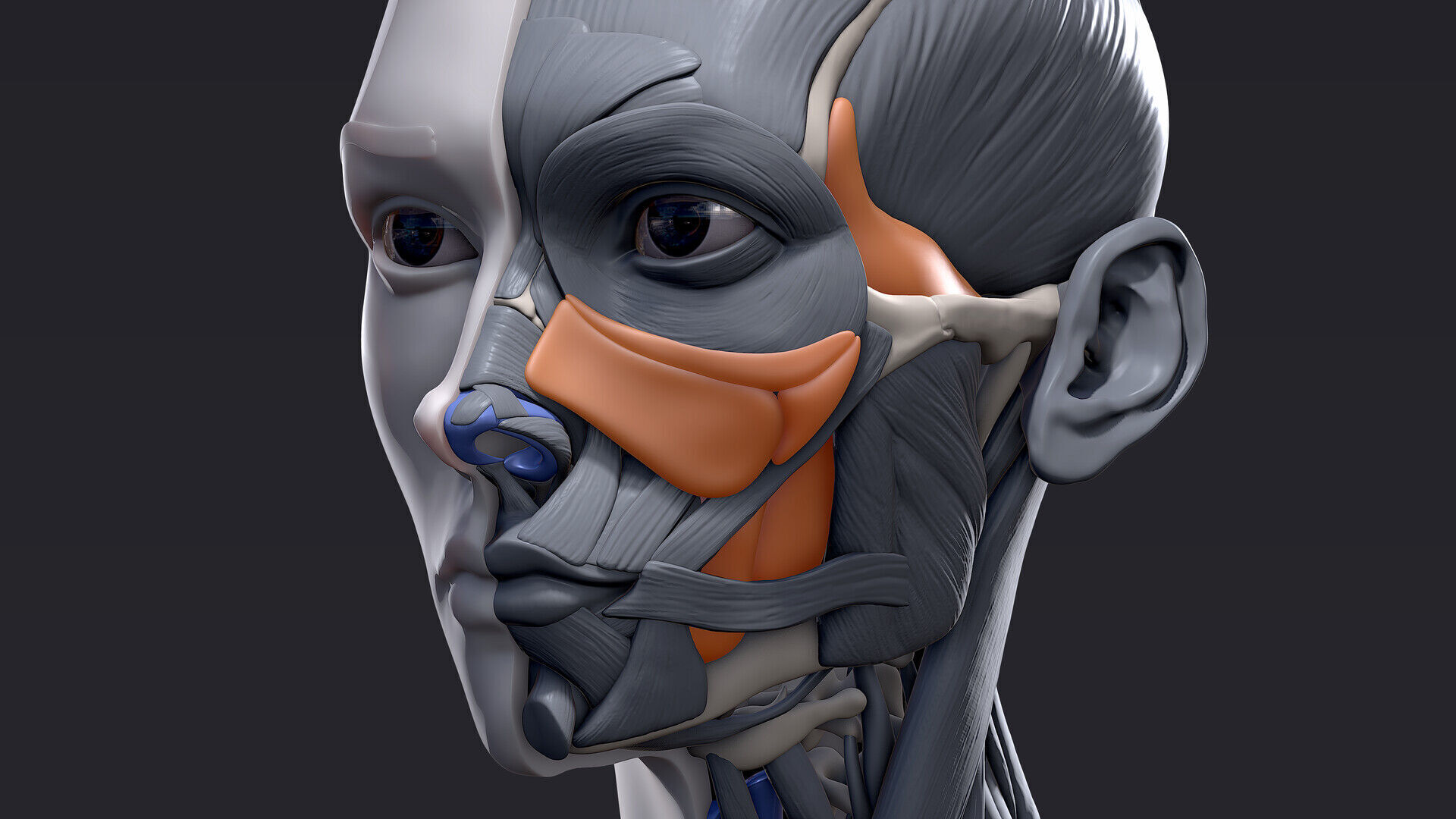 Female Human Head Anatomy 3D Model 3D model | CGTrader