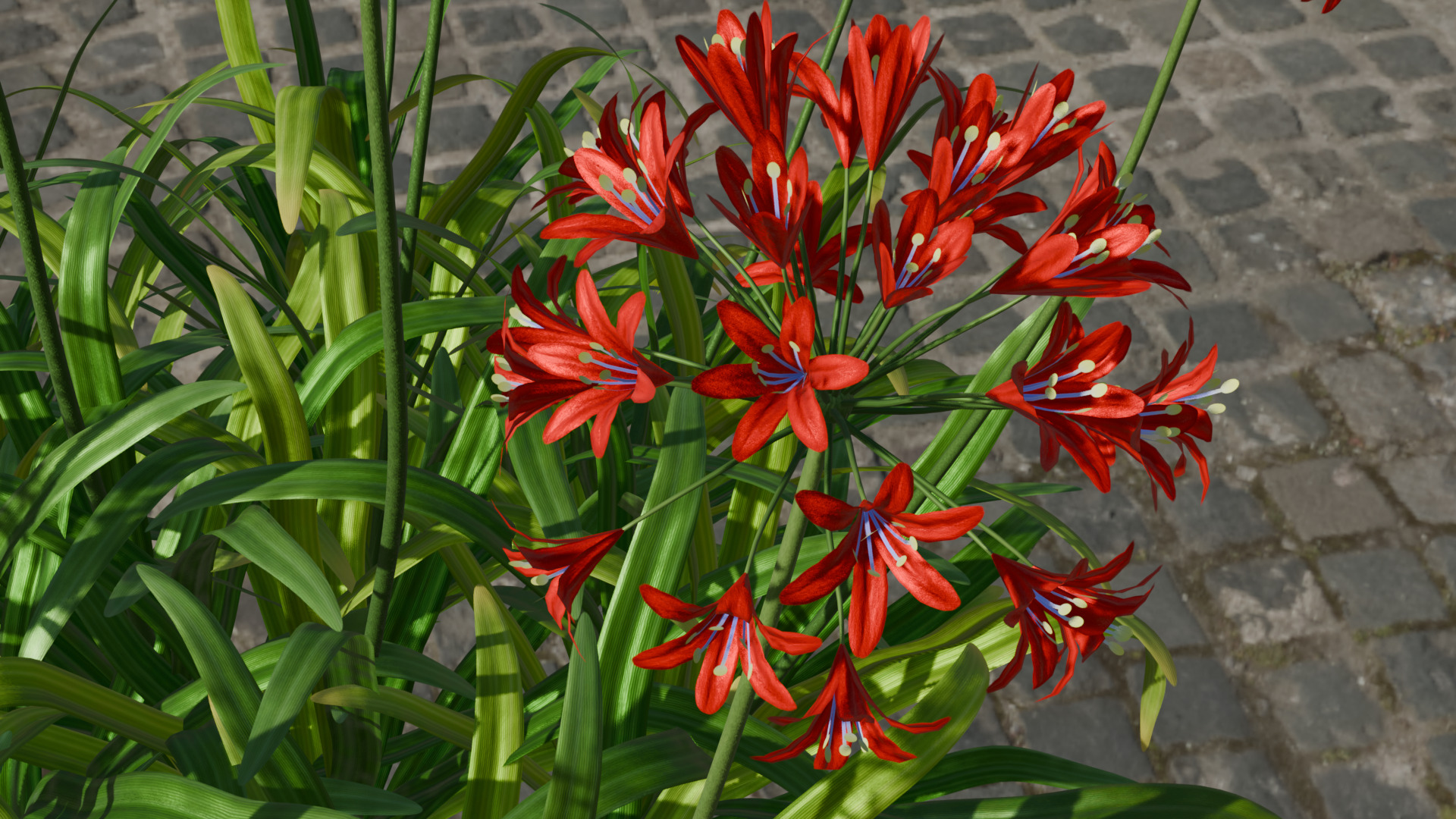 Lily flower 3d model 3D model animated | CGTrader