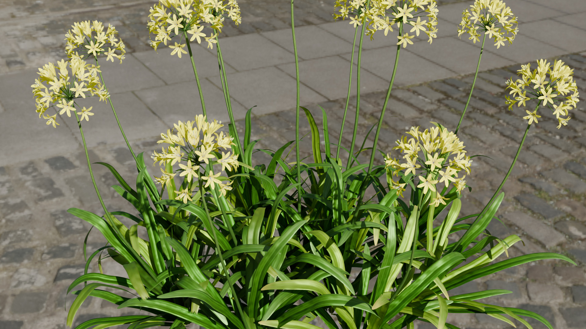 Lily flower 3d model 3D model animated | CGTrader