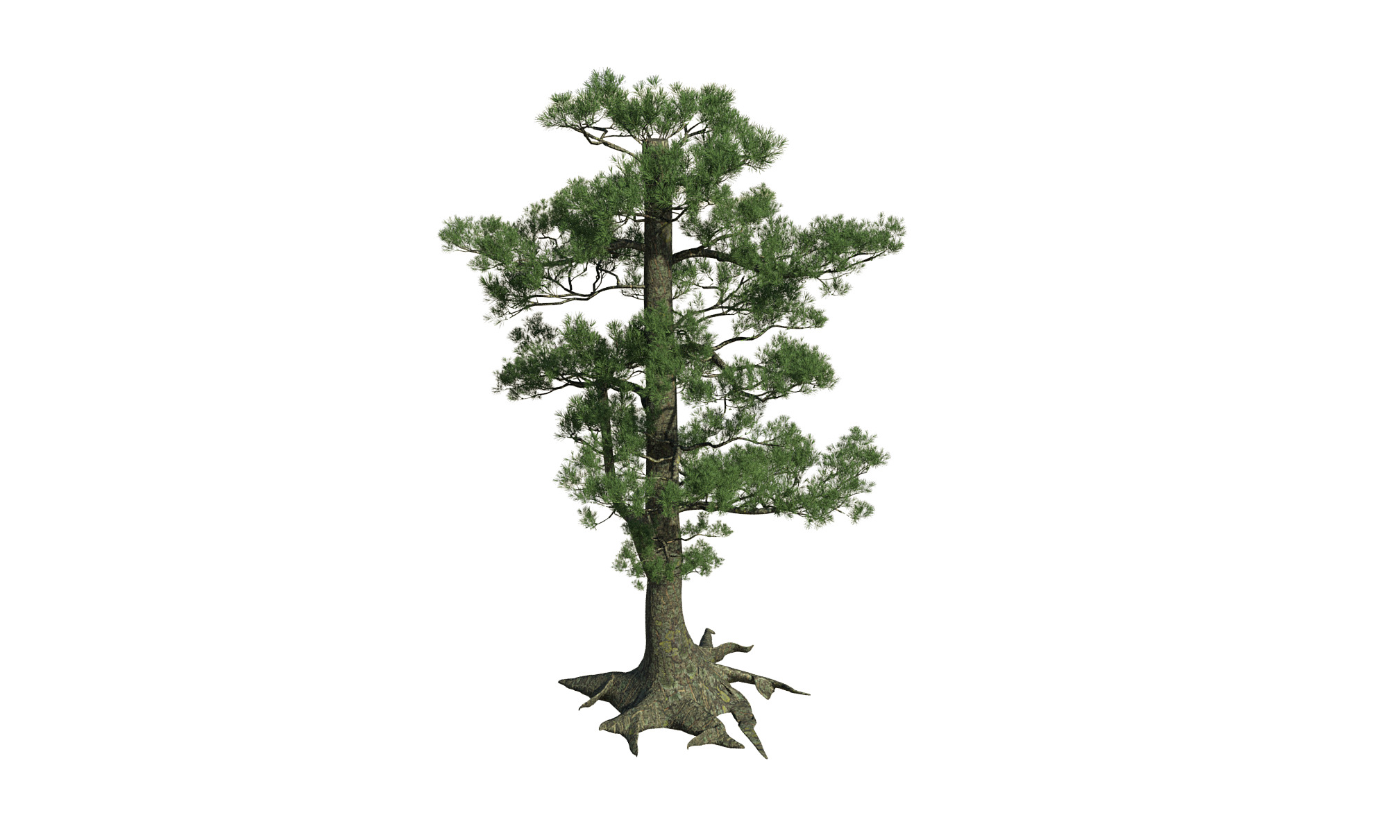 Realistic Pine Tree 3D Model - mingtu free 3D model | CGTrader