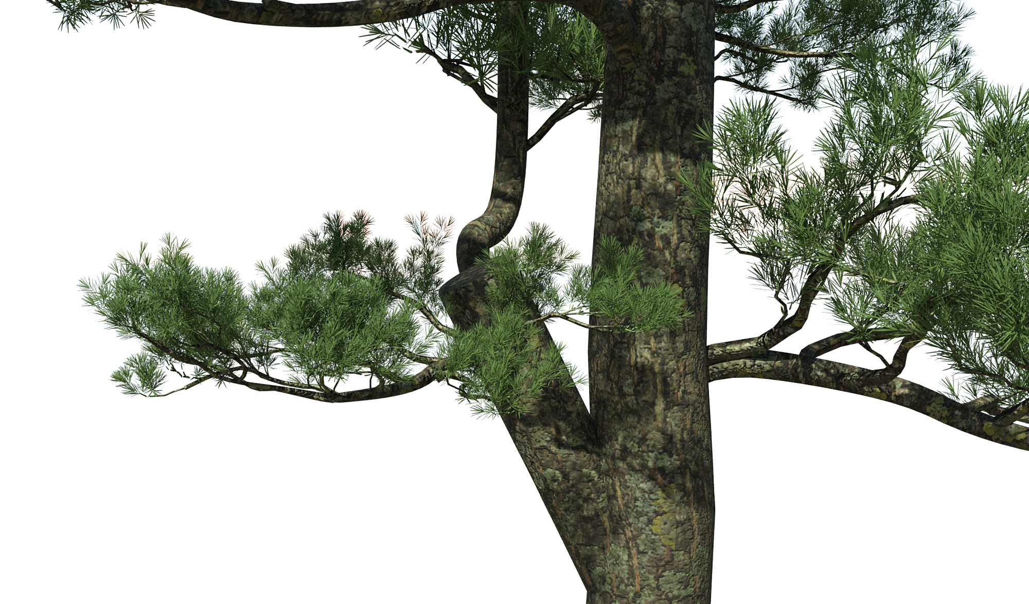 Realistic Pine Tree 3D Model - mingtu free 3D model | CGTrader