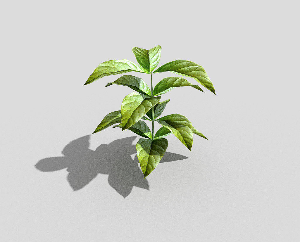 3D model Low poly Plant VR / AR / low-poly | CGTrader