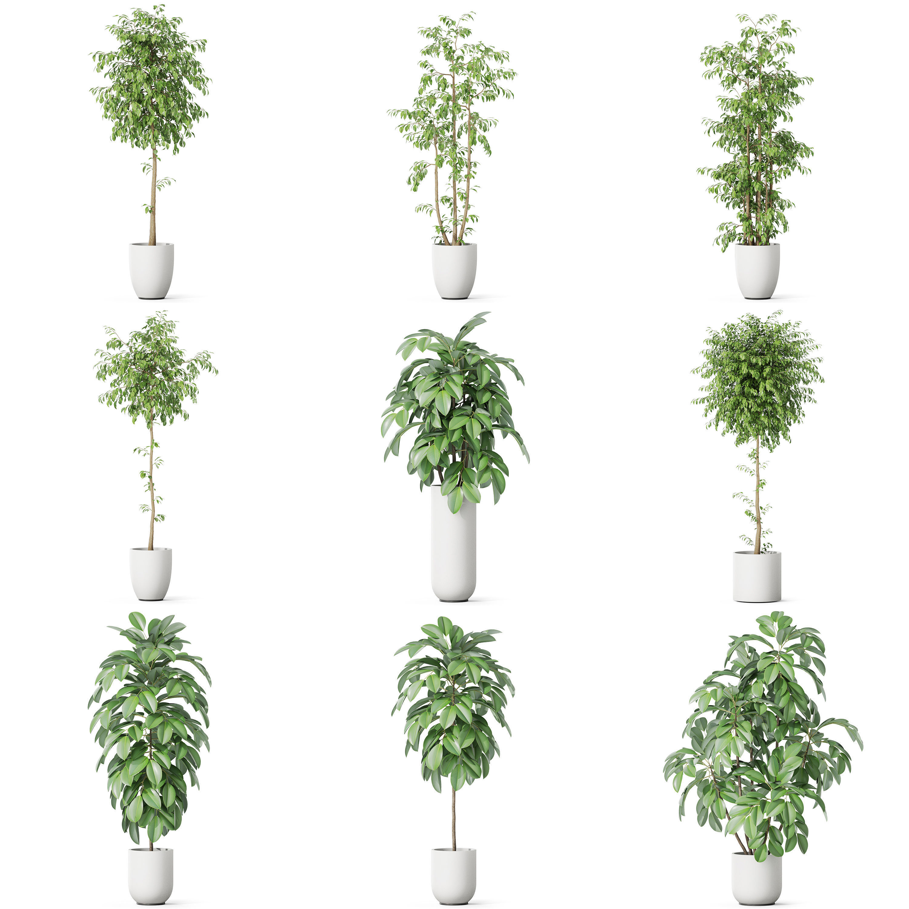 Plants collection vol 47 | CGTrader