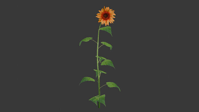 Sunflower free 3D model | CGTrader
