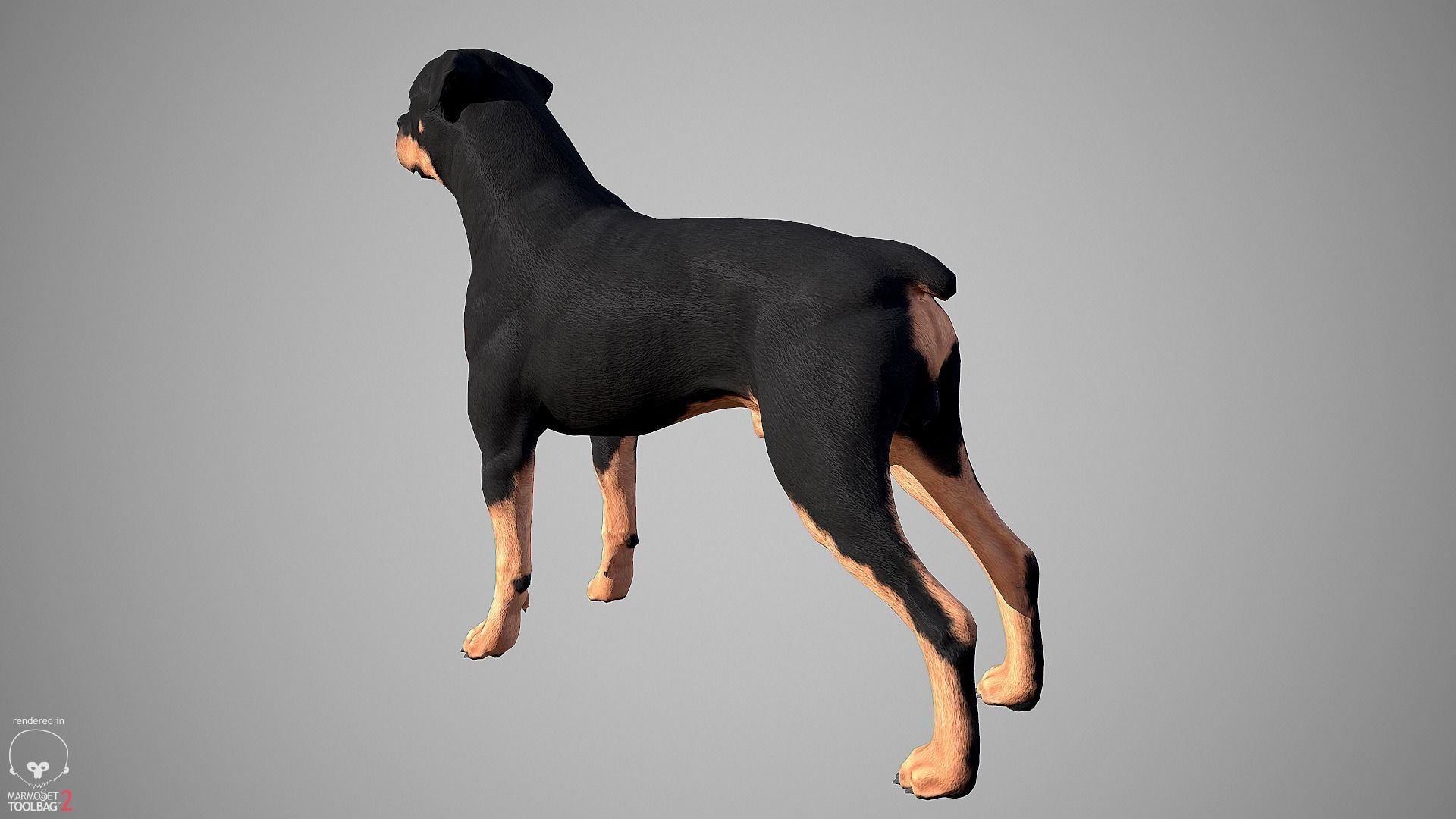 3D model Rottweiler Real-Time VR / AR / low-poly | CGTrader