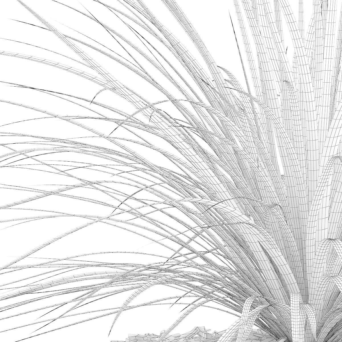 Yucca Plant Yucca baileyi 3D model | CGTrader