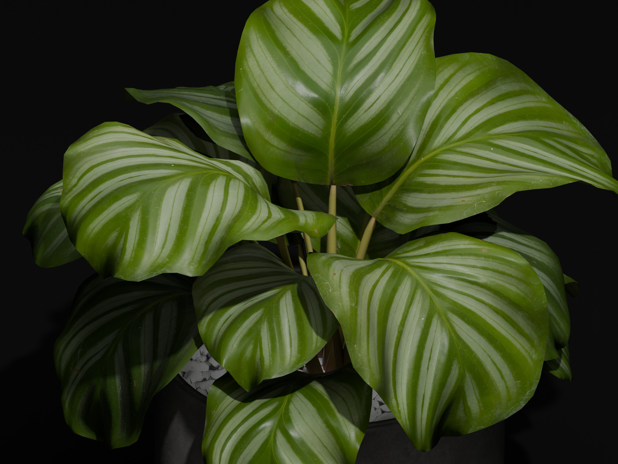 Free Realistic 3D Model Calathea Orbifolia Table Plant free 3D model ...