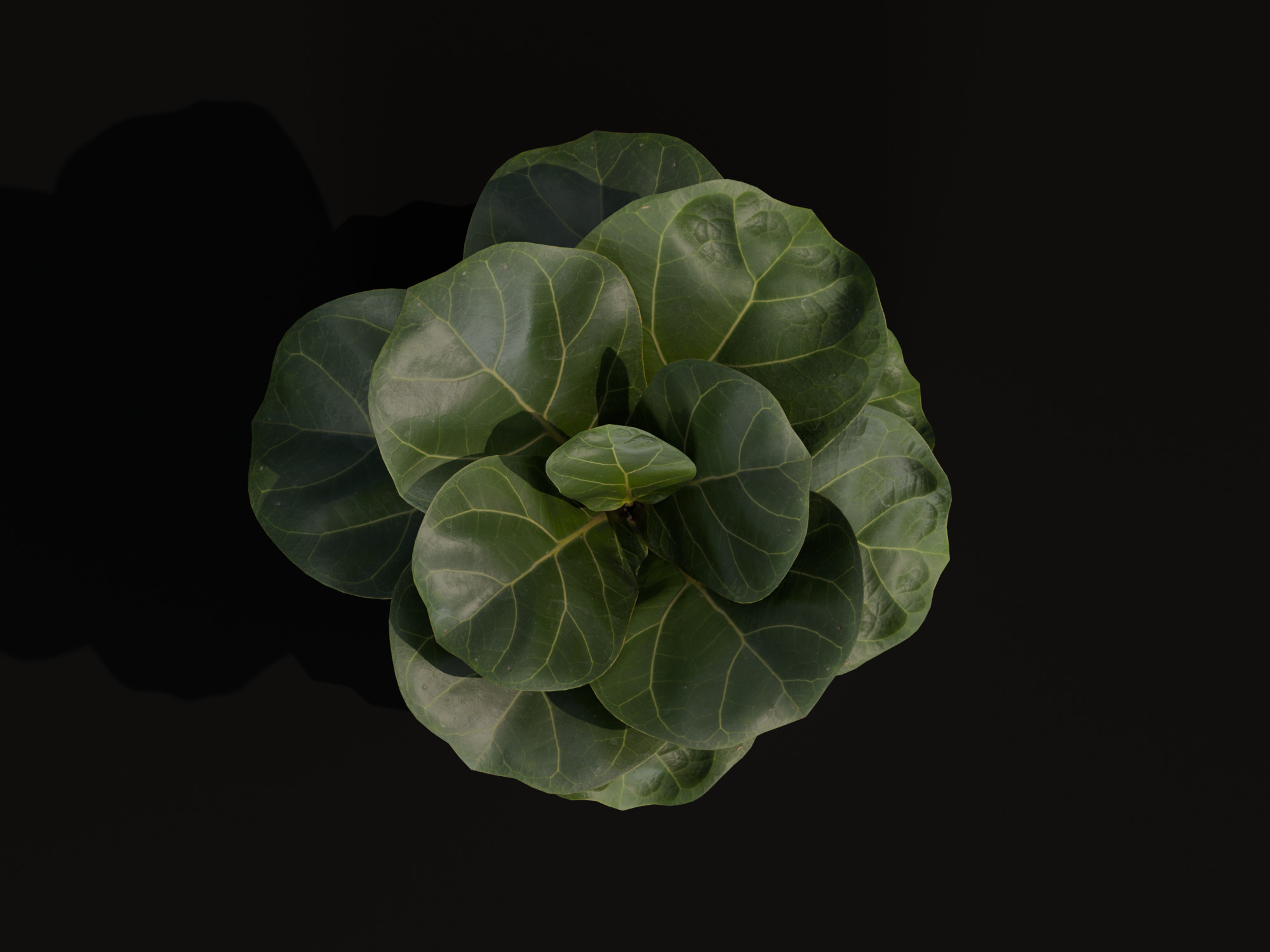 Free Realistic 3D Model Fiddle Leaf Fig Table Plant free 3D model ...