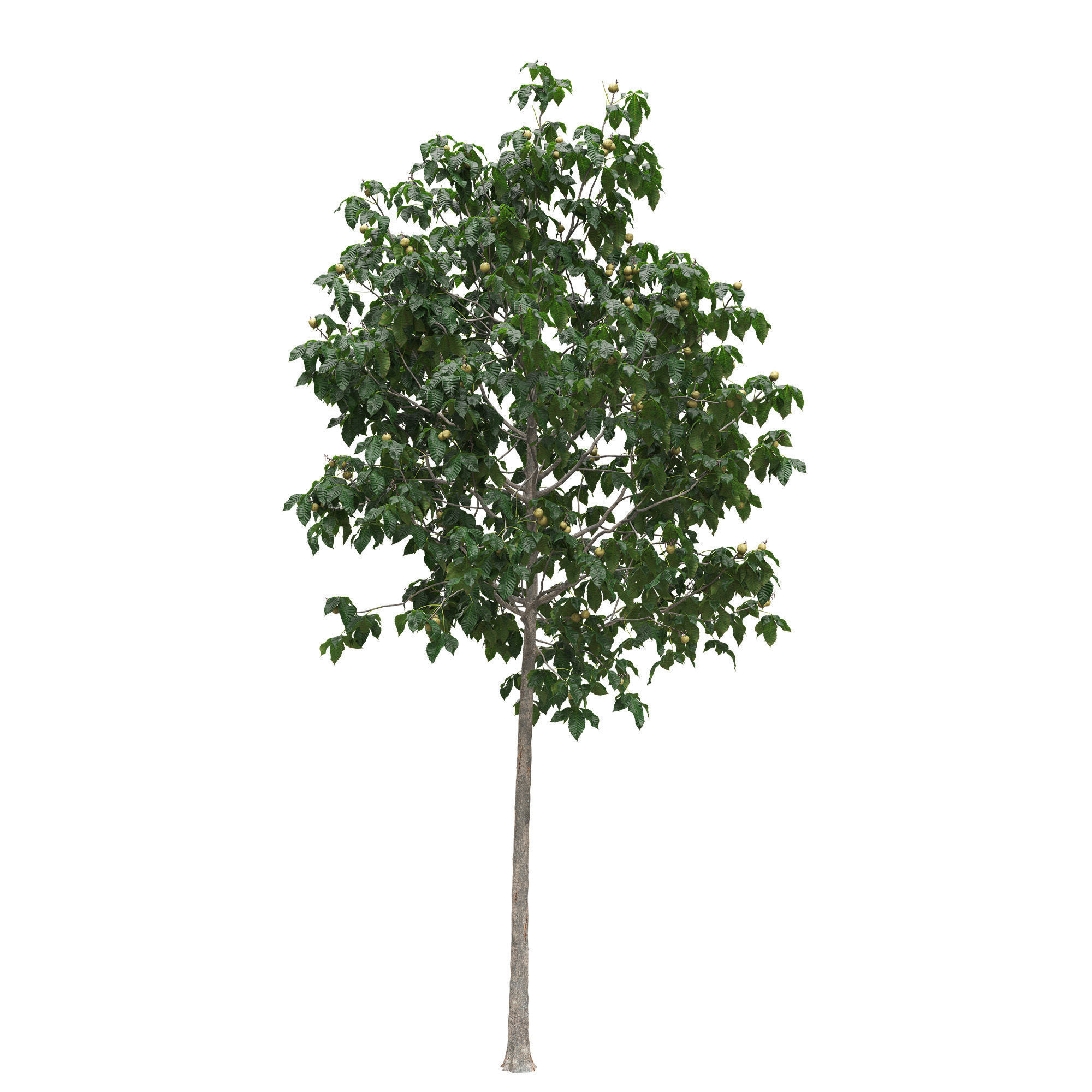 Aesculus x carnea briotii 101SU - Red Horse Chestnut 3D model | CGTrader