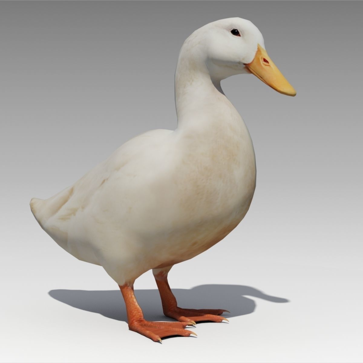 3D model Duck Animated VR / AR / low-poly rigged animated | CGTrader