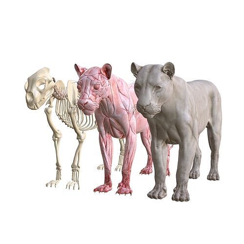 LION BONES ANATOMY SKELETON MUSCLE FELINE LIONESS 3D model 3D printable ...