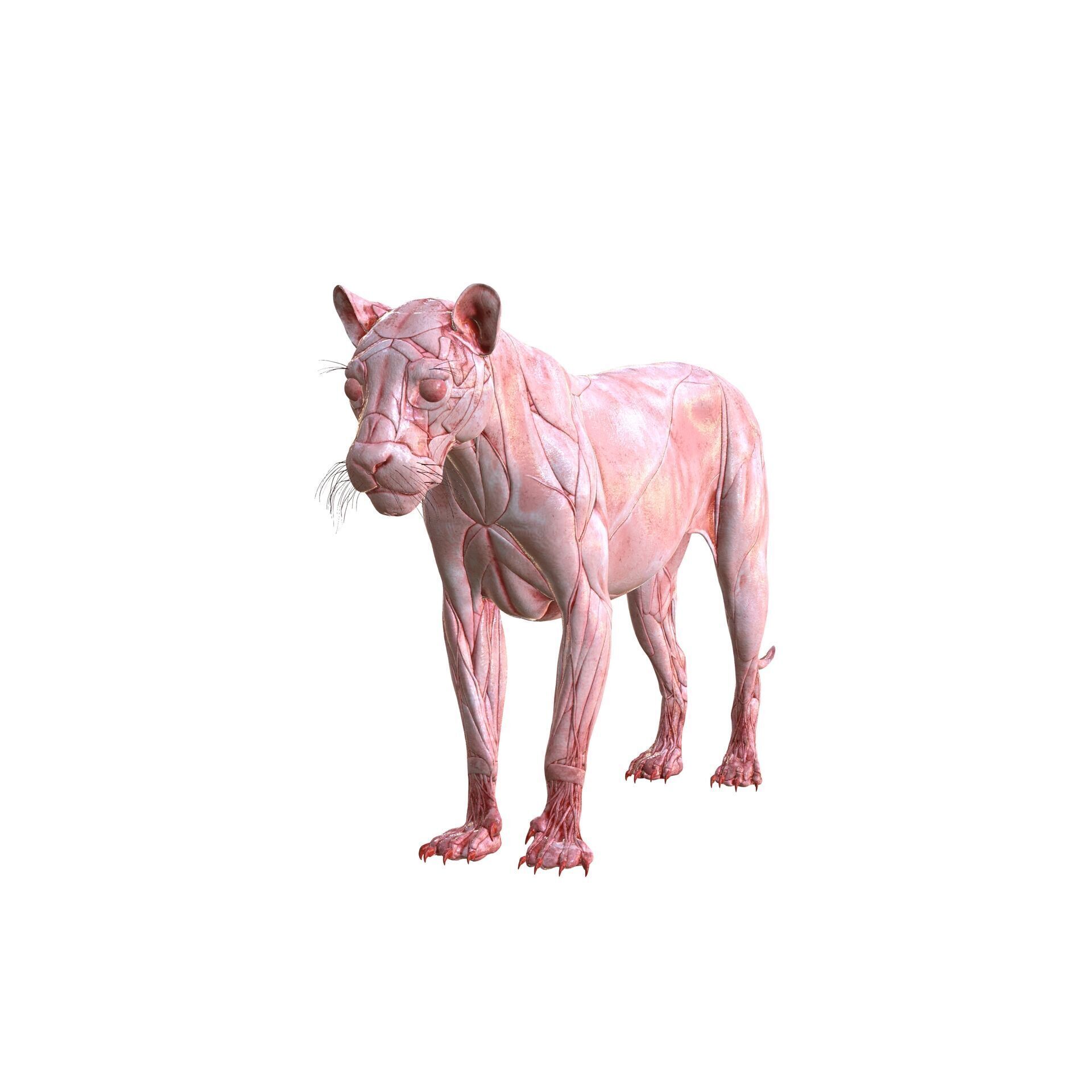 LION BONES ANATOMY SKELETON MUSCLE FELINE LIONESS 3D model 3D printable ...