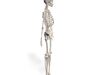 HUMAN Female Skeleton First Anatomy 3D 3D model 3D printable | CGTrader