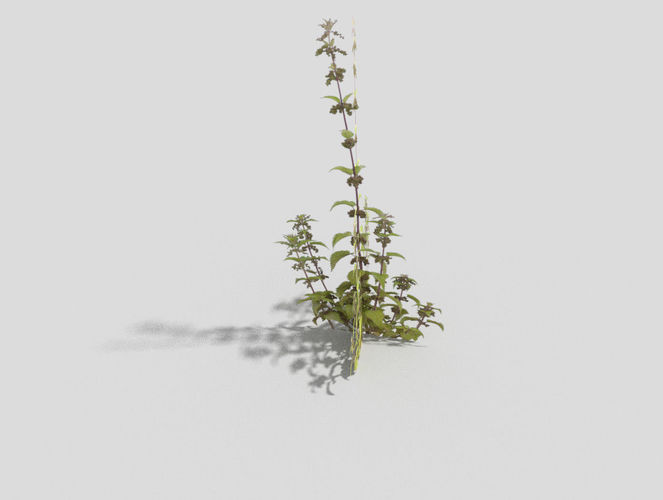 3D model Plant thyme VR / AR / low-poly | CGTrader