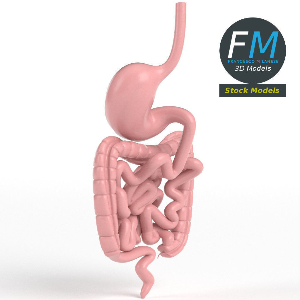 Anatomy human gastrointestinal tract 3D model | CGTrader