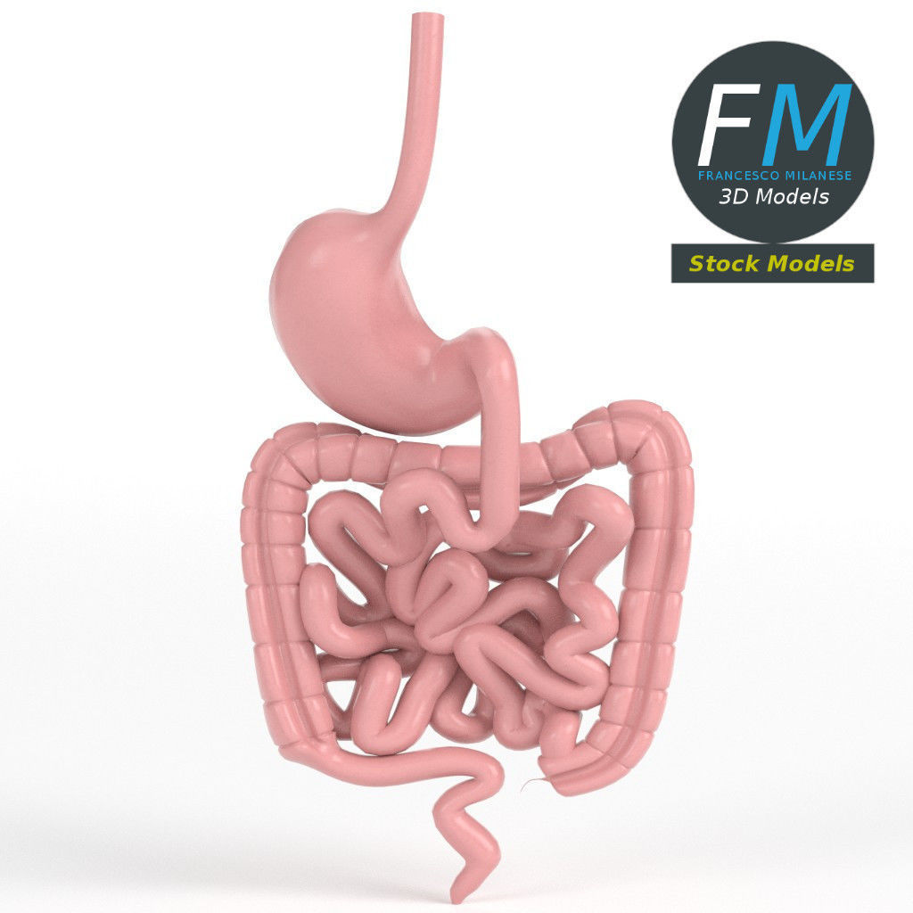 Anatomy human gastrointestinal tract 3D model | CGTrader