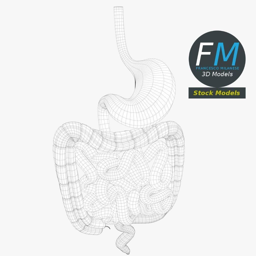 Anatomy human gastrointestinal tract 3D model | CGTrader