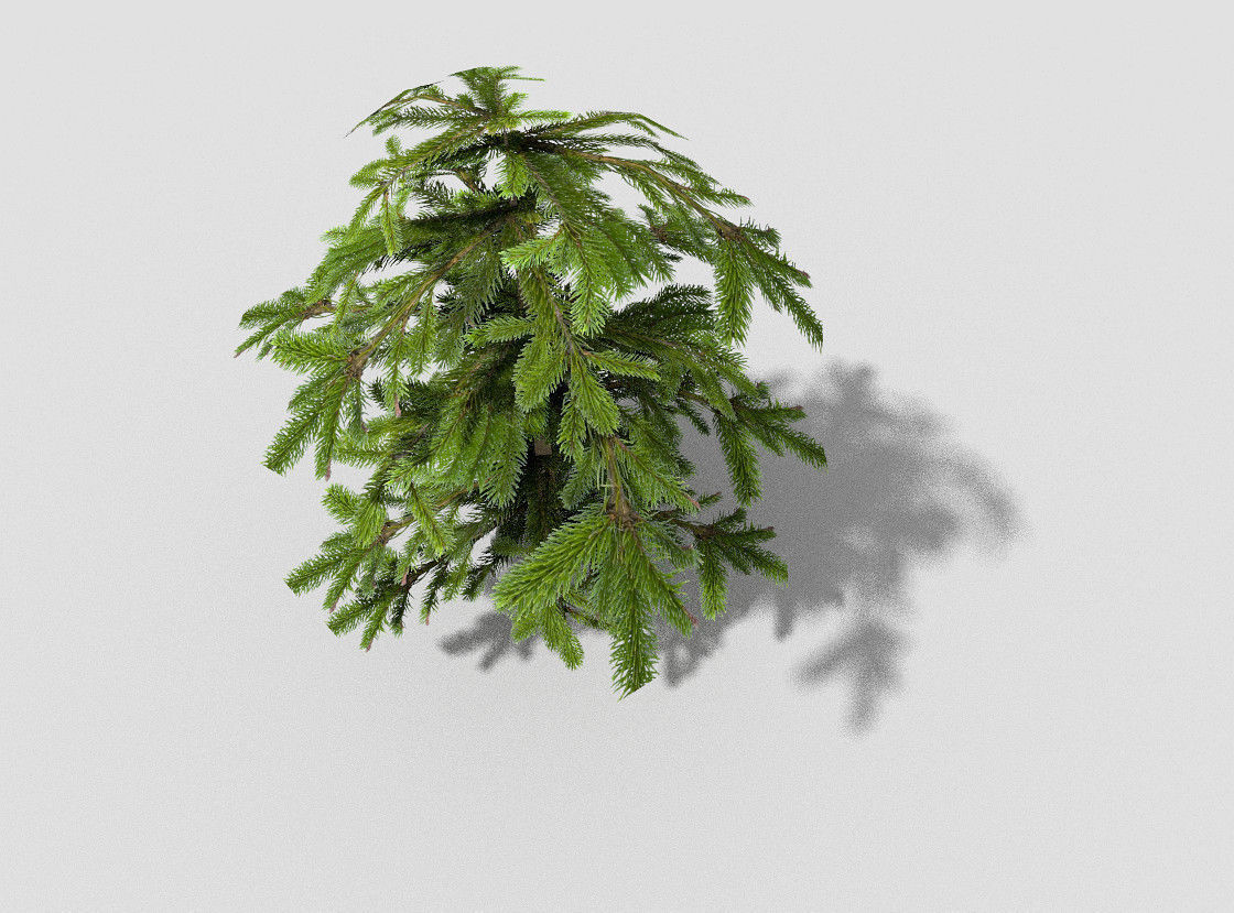 3D model Shrub fir tree VR / AR / low-poly | CGTrader