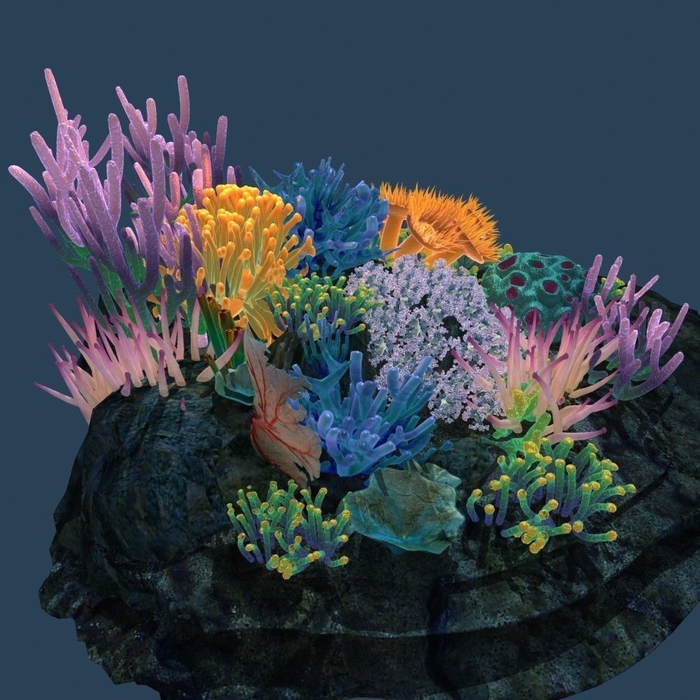 Coral reef 3D model | CGTrader