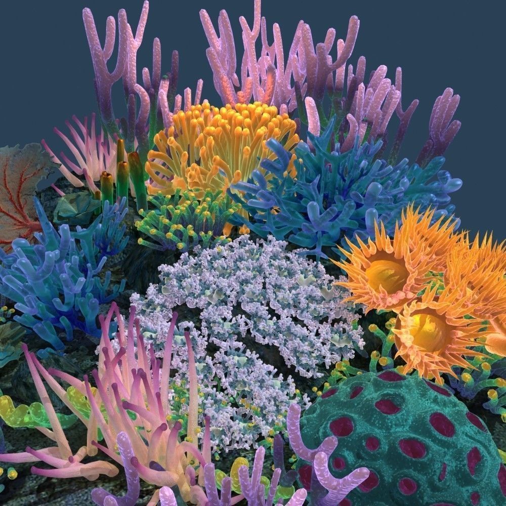 Coral reef 3D model | CGTrader