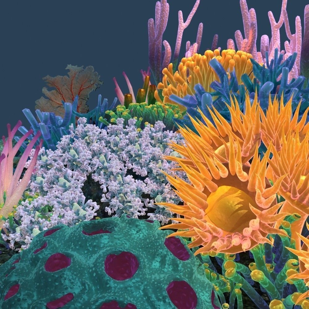 Coral reef 3D model | CGTrader