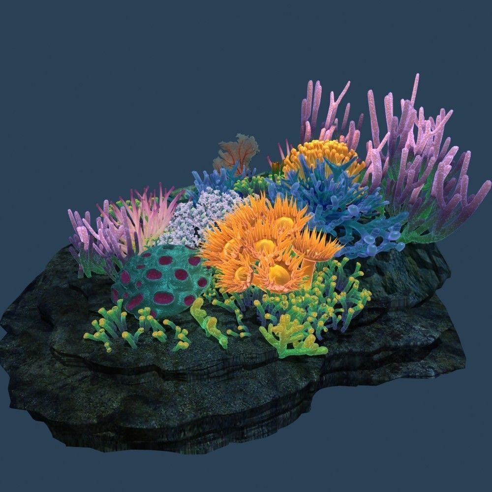 Coral reef 3D model | CGTrader